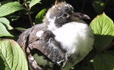 What is Squab? | D'Artagnan