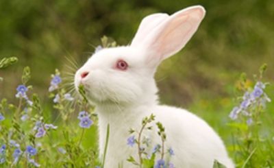 Meat Rabbits: How to Cook Rabbit | D'Artagnan